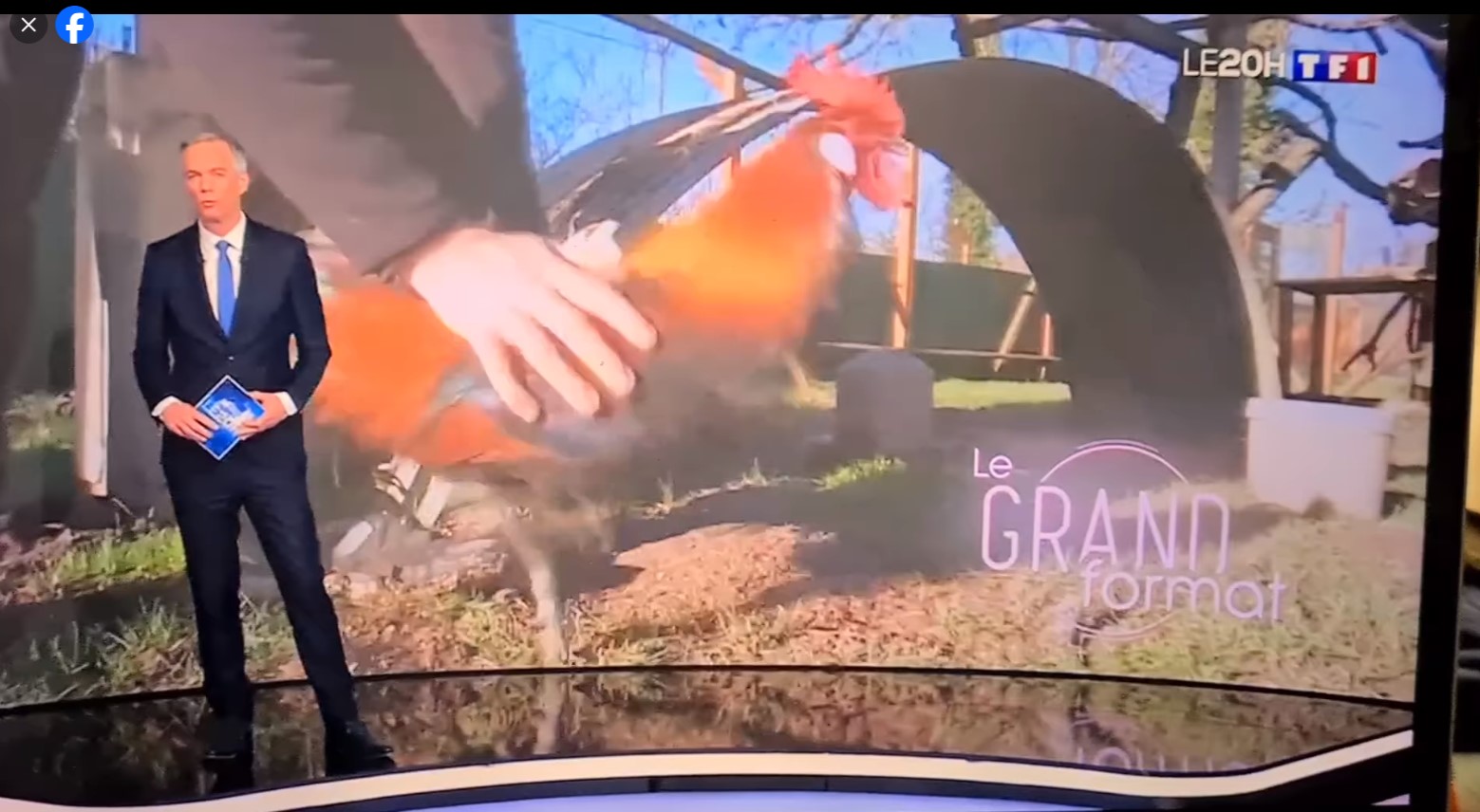 Reportage JT 20h TF1 - Conservatoire Coq Gaulois